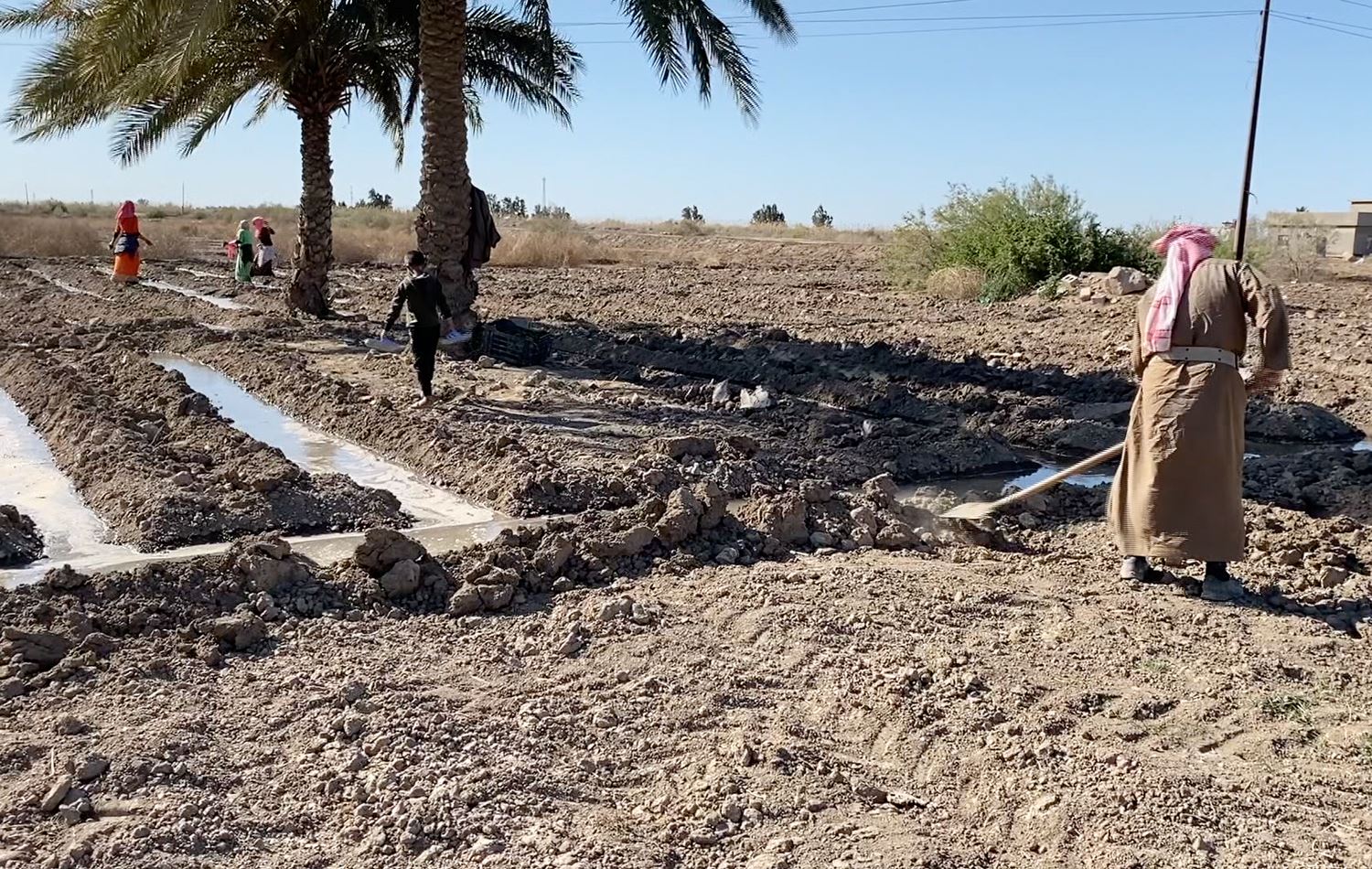 Drought wreaks havoc on farming in southern Iraq | Iraq Online News