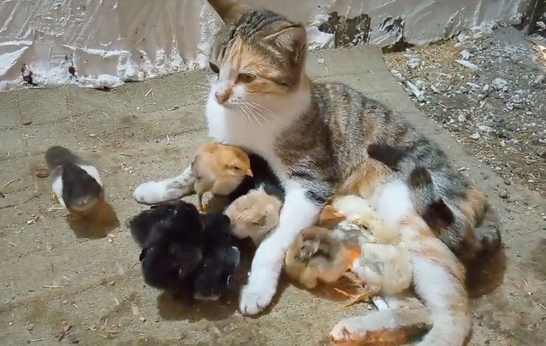 Cats nurture, protect baby chicks in Erbil village | Iraq Online News